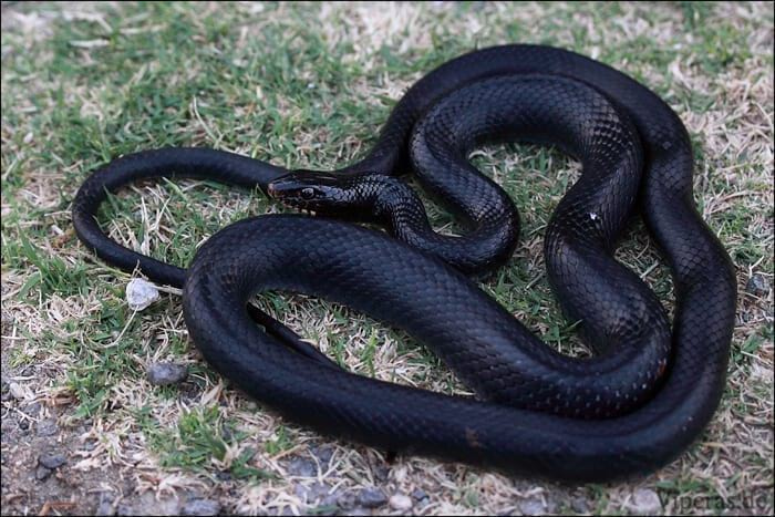 Black whip snake - Dolichophis Jugularis | Cyprus Island