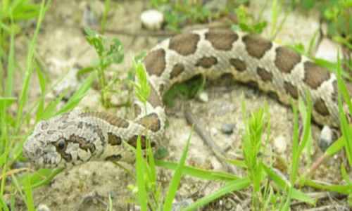 Cyprus snakes | Snakes in Cyprus | Cyprus Island