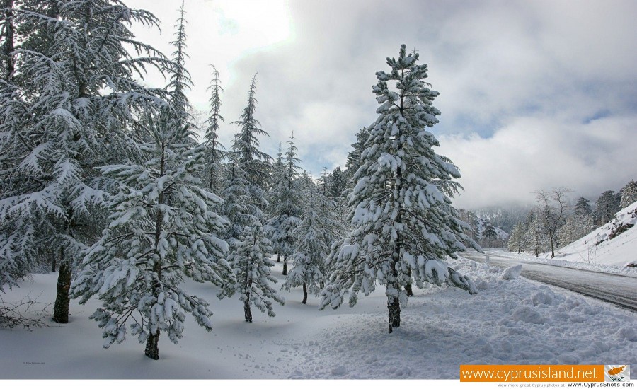 Troodos Forest | Cyprus Island