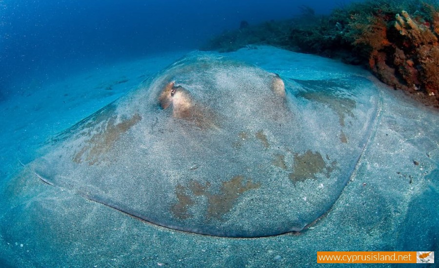 Dasyatis centroura (Roughtail stingray) | Cyprus Island
