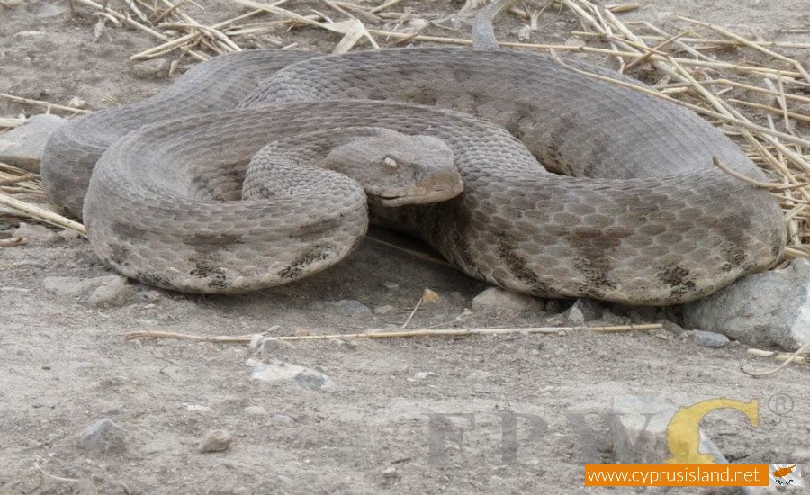 Viper - Macrovipera Lebetina | Cyprus Island