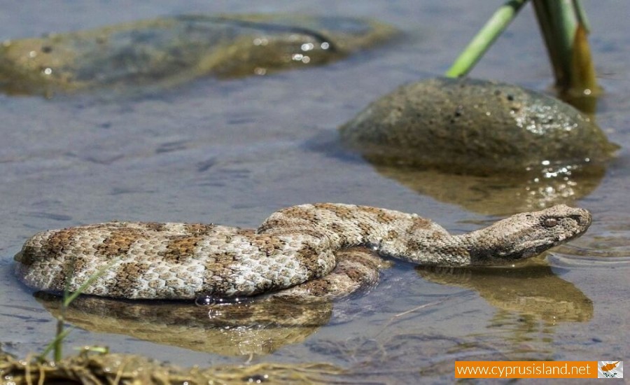 Viper - Macrovipera Lebetina | Cyprus Island